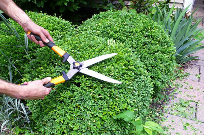 Tout connaitre sur la plantation et taille de buis