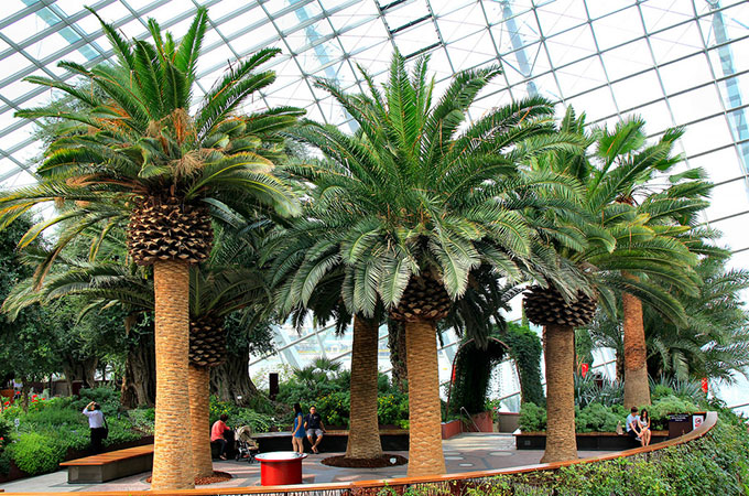 Le Guide des Différents Types d’Arbres