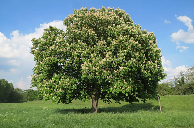 Comment Reconnaître les Différentes Formes d’Arbres